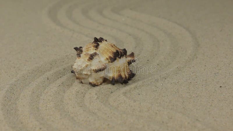 Beautiful Seashell Resting on a Sandy Beach at Sunset with Gentle Waves ...