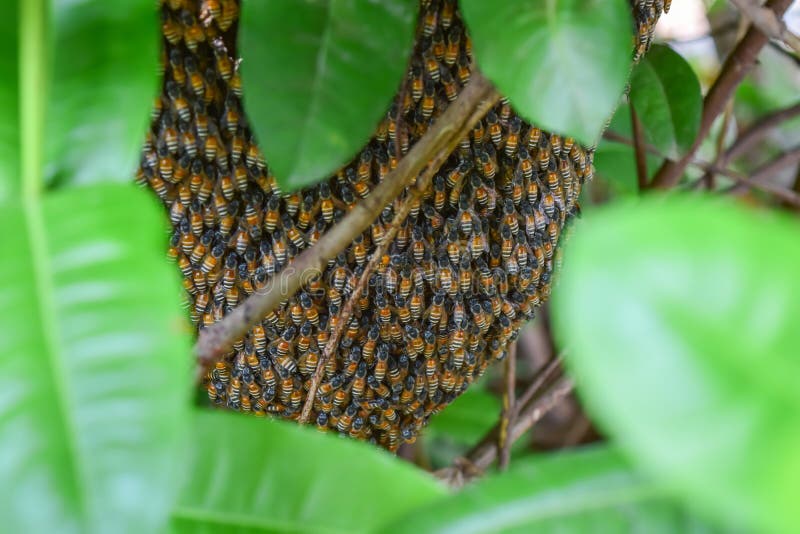 Zoom Beehive with Crowd Bees Stock Photo - Image of natural, tree: 70401592