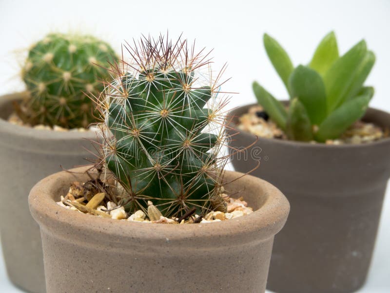 Zoom in Cacti stock photo. Image of desert, cactus, fresh - 59287220