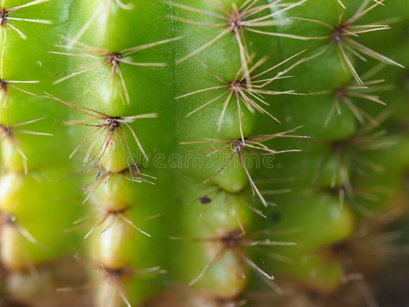 Zoom of cactus thorn stock photo. Image of green, cacti - 109476078