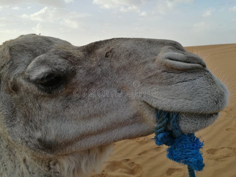 Camel face stock image. Image of face, sahara, zoom - 118425609