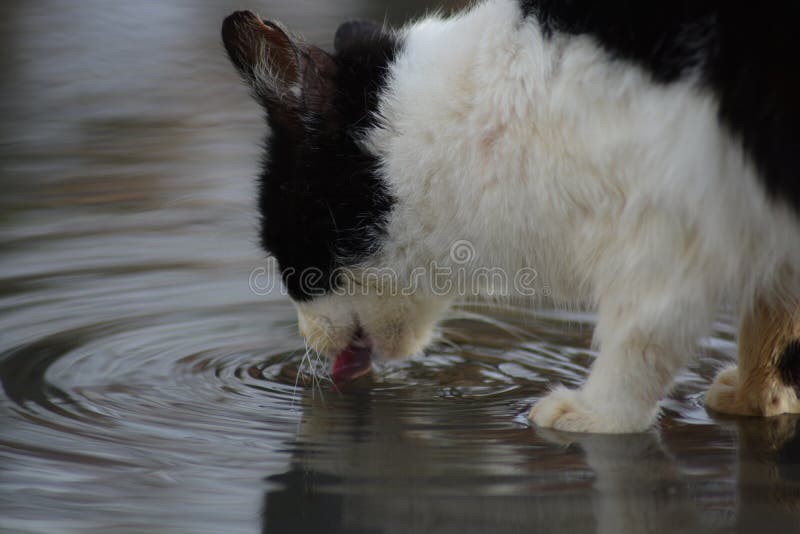 A Cat Drinking Water in a Puddle Stock Photo - Image of outdoor, puddle ...