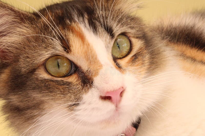 Zoom cat face stock photo. Image of kitten, mammal, animal - 212187720