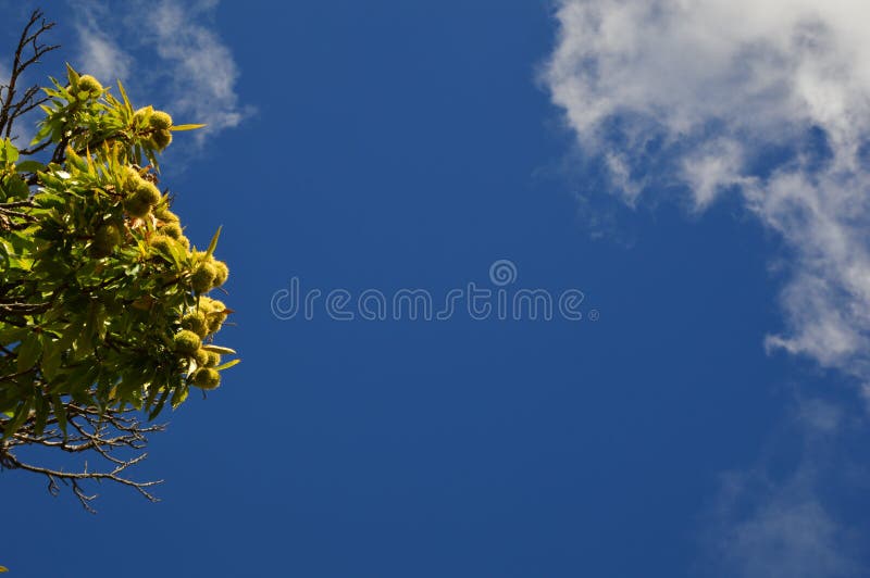Zoom on a Chestnuts Tree in the Blue Sky Stock Image - Image of ...