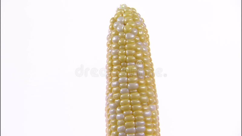 Zoom in of Corn on the Cob Rotating on White Background Stock Video ...