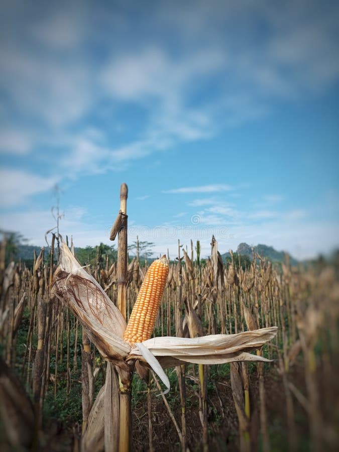 A Zoom of Corn Plant Who Has Ready To Be Harvested Stock Image - Image ...