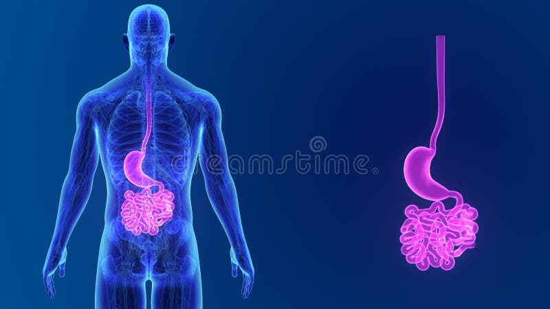 Zoom Dell'intestino Tenue E Dello Stomaco Con Anatomia Stock Footage ...