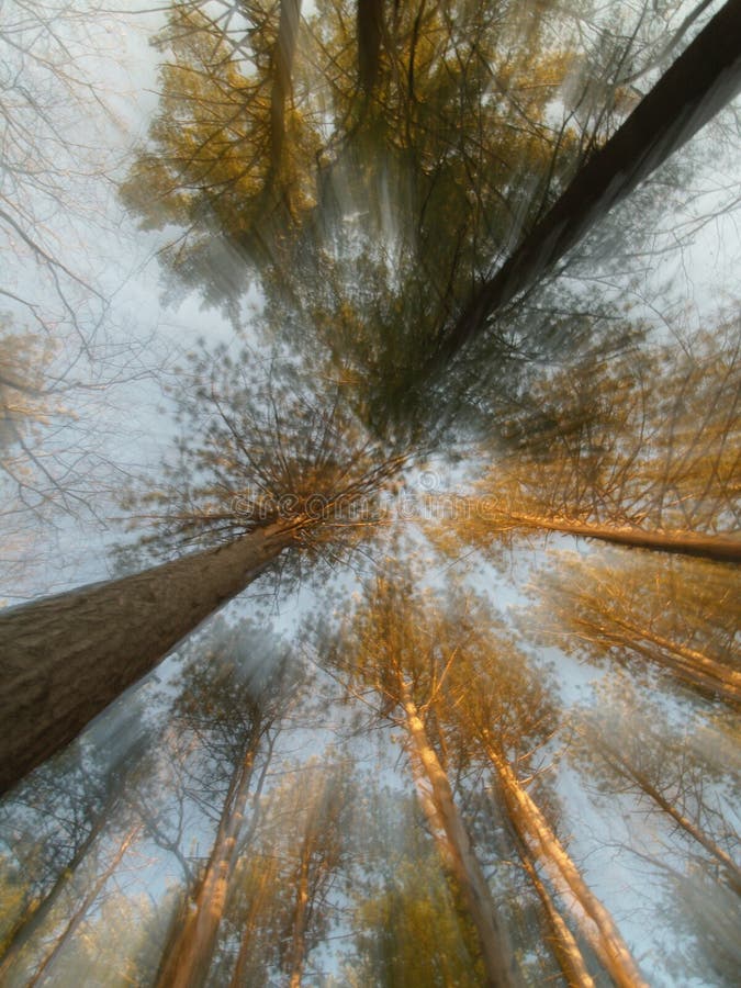 Zoom effect trees stock image. Image of canopy, sunlight - 62616679