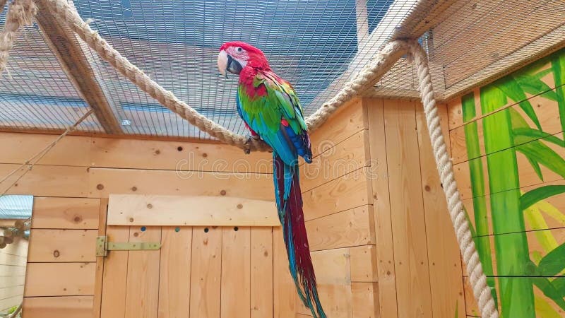 Zoom in Footage of the Green Winged Macaw in Aviary. Birds Stock Video ...