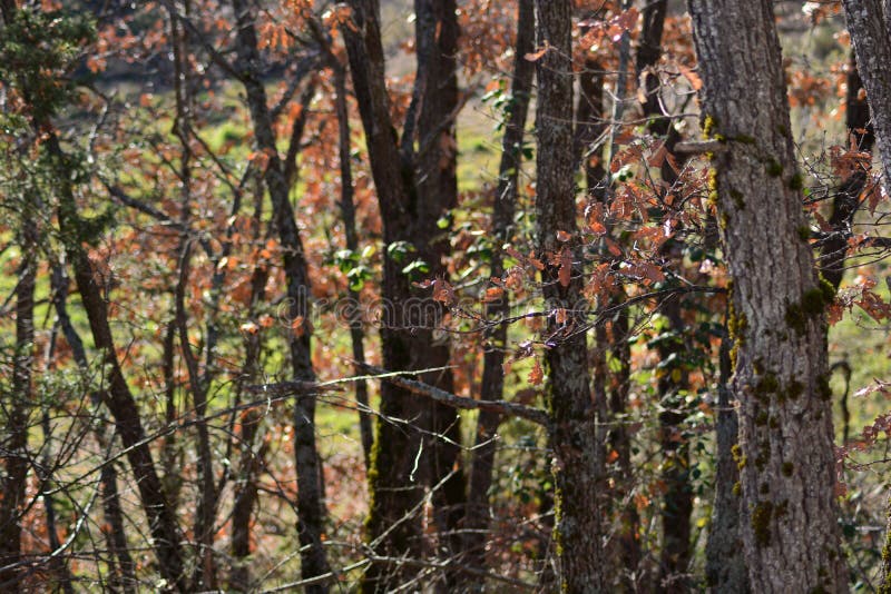 Zoom into a Forest with High Speed Textured Background Stock Photo ...