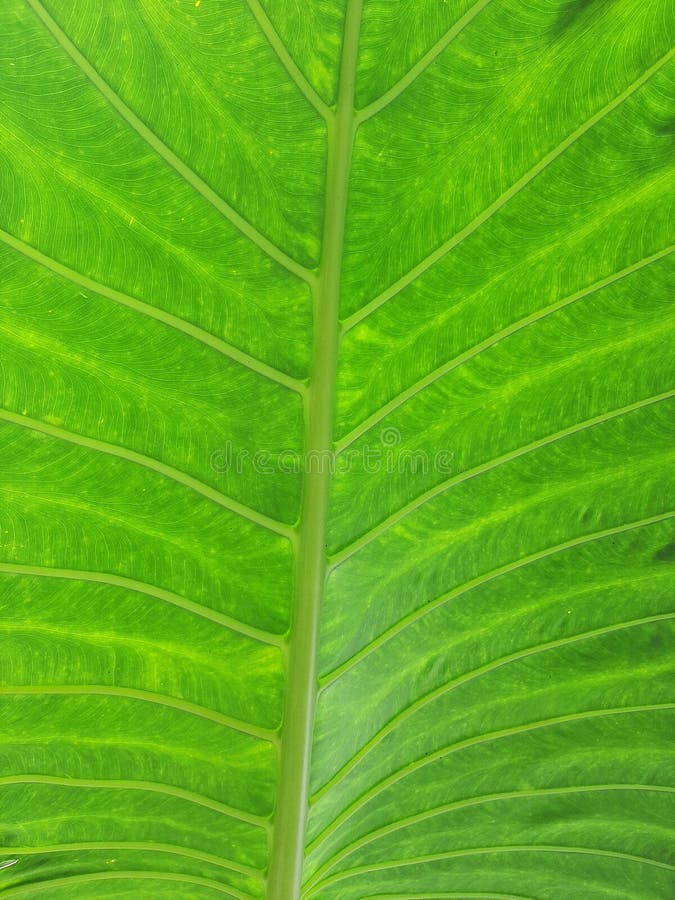 Zoom in a Leaf at the Backyard, Sidoarjo Eastjava Indonesia Stock Photo ...