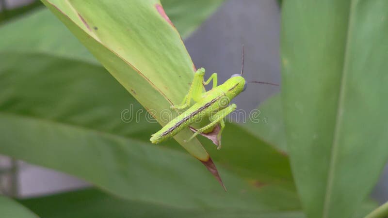 Zoom in of Grasshopper in a Grass Leaf Stock Video - Video of garden ...