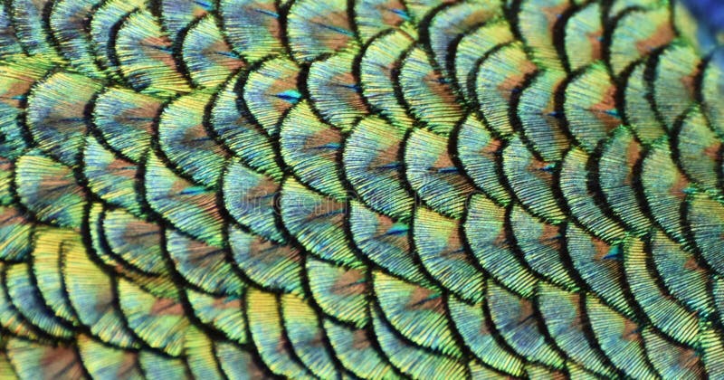 Peacock with Red Feathers stock photo. Image of tailfeathers - 39038198