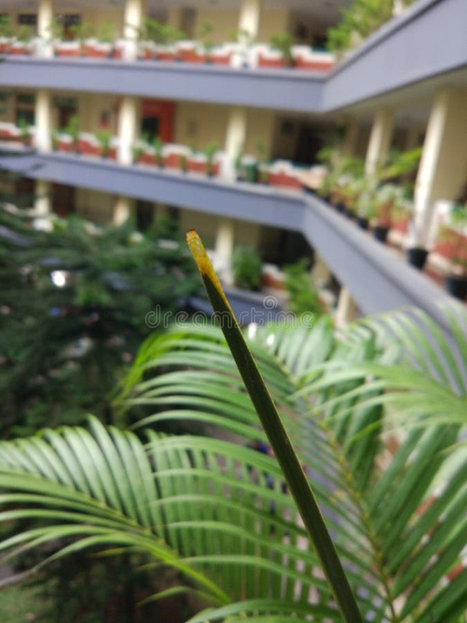 Leaf on the building stock photo. Image of zoom, bulding - 111730014