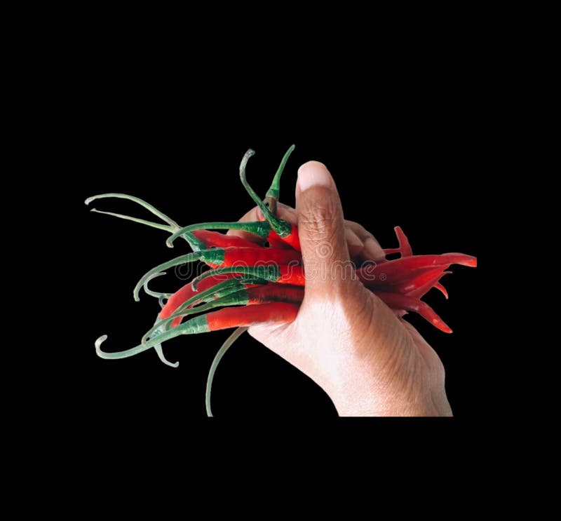 Zoom Hand Holding Red Chili Editorial Stock Photo - Illustration of ...