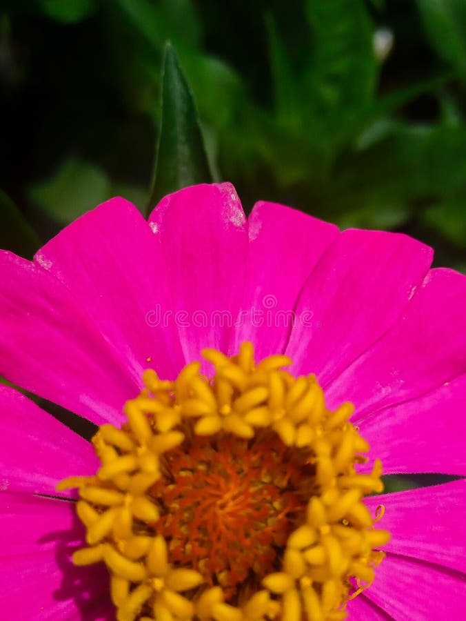 Zoom Inside Flower stock photo. Image of flower, yellow - 209619412