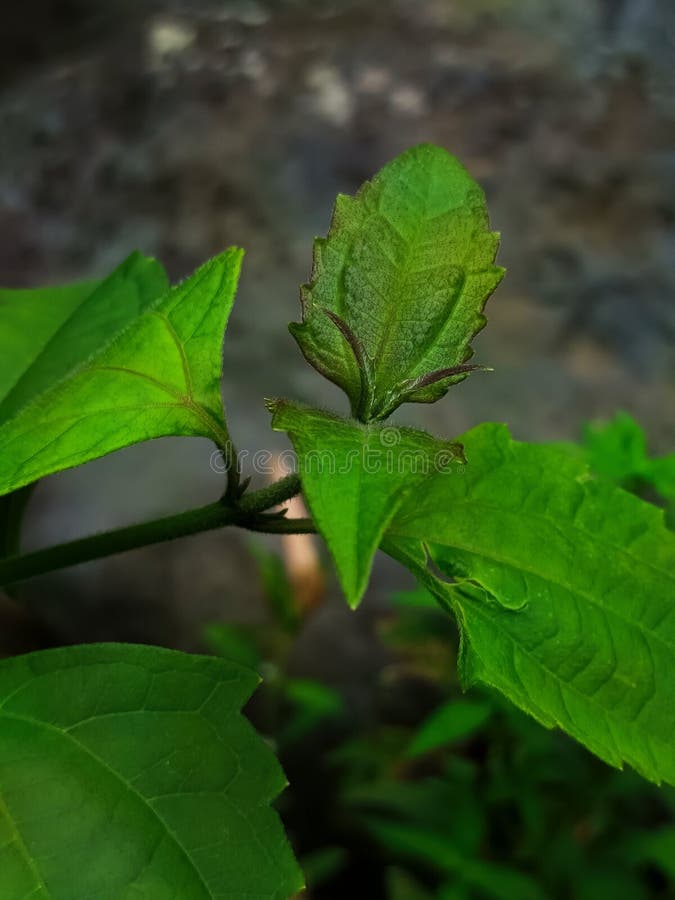 Zoom in leaves stock image. Image of plant, vegetable - 377449981