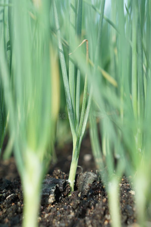 Spring Onions Plants in Greenhouse. Stock Image - Image of glass ...