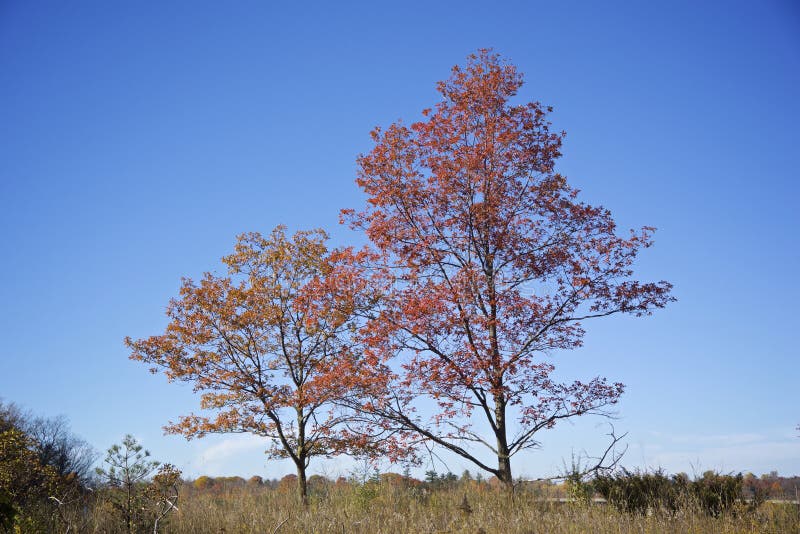 Zoom in on a Maple Tree and an Oak Tree in a Public Park Stock Photo ...