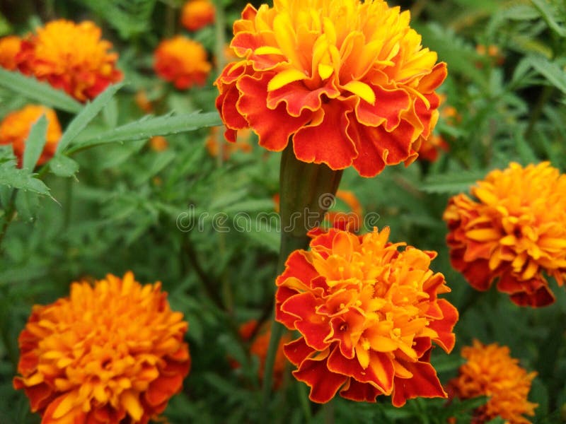 Marigolds 3 stock image. Image of group, yellow, flower - 104618829