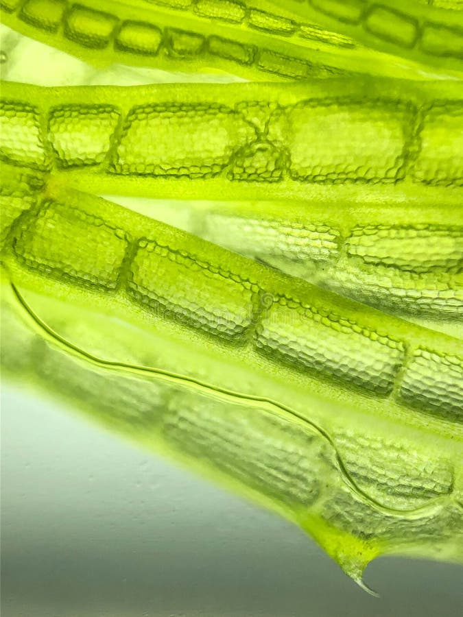 Zoom Micro Organism Algae Cell Stock Photo - Image of wildlife, focus ...