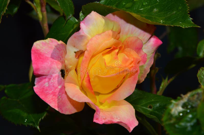 Zoom on an Orange White Red Rose Stock Photo - Image of floral, sunny ...
