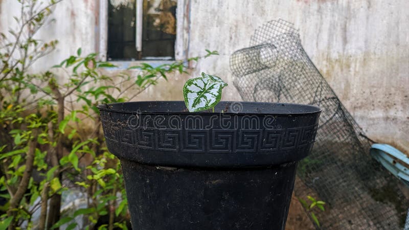 Zoom Out Taro Plant Shoots with Eggshell Fertilizer Stock Photo - Image ...