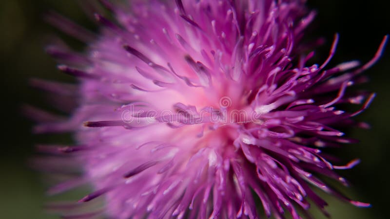 Zoom in the Flower stock photo. Image of feeling, magenta - 46879998