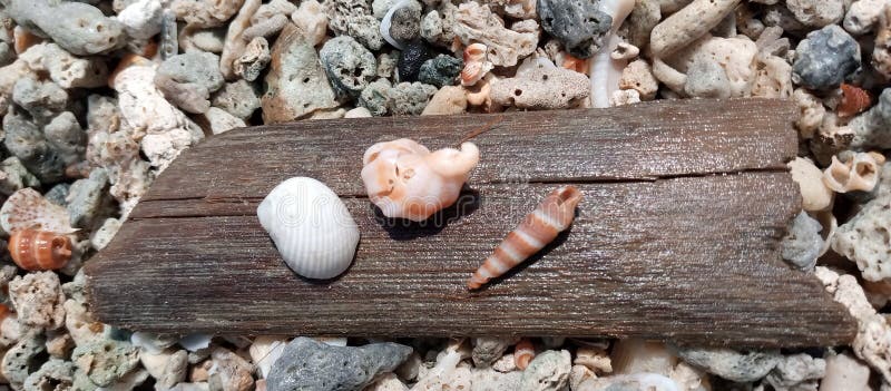 Zoom sea shells stock image. Image of baking, animal - 232394483