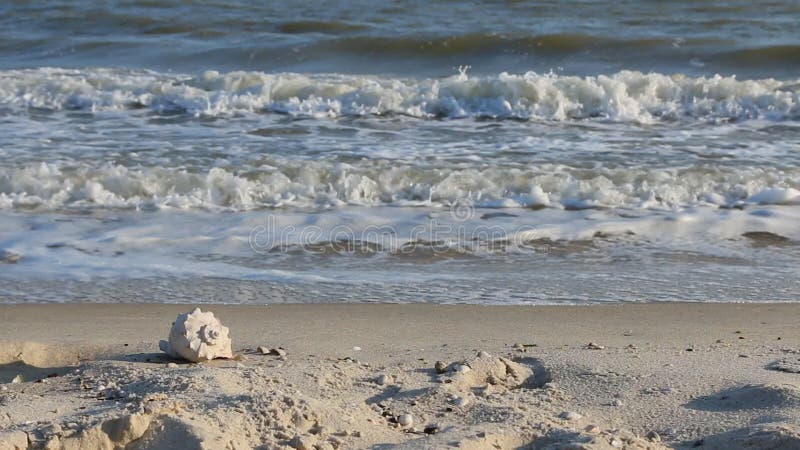 Zoom Seashell Lying on the Sand Beach. Stock Footage - Video of dynamic ...