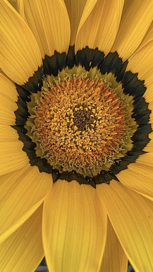 Zoom-in sun flower stock image. Image of springtime - 374048693