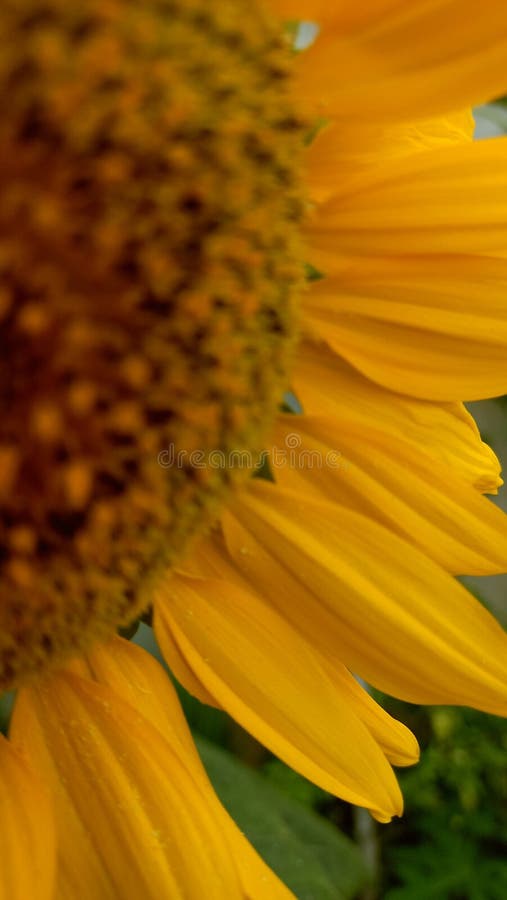 387 Sunflower Zoom Stock Photos - Free & Royalty-Free Stock Photos from ...