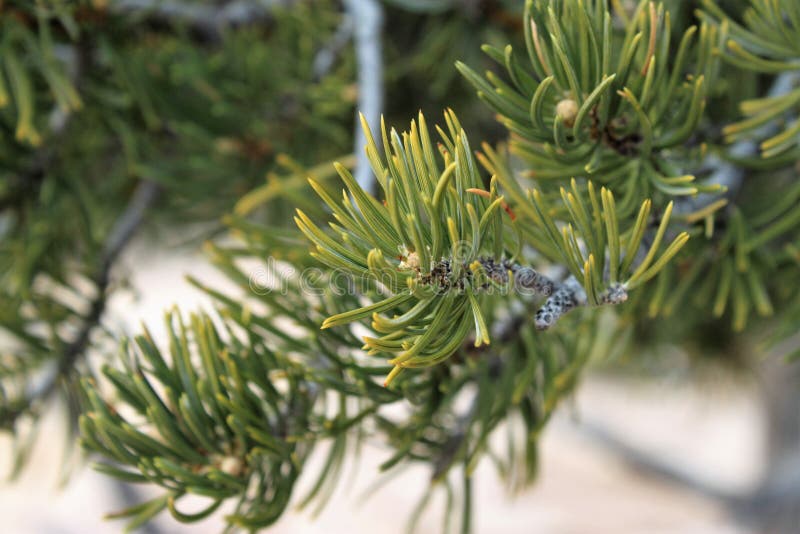 Zoom of a tree/branch stock image. Image of green, focuses - 137952181