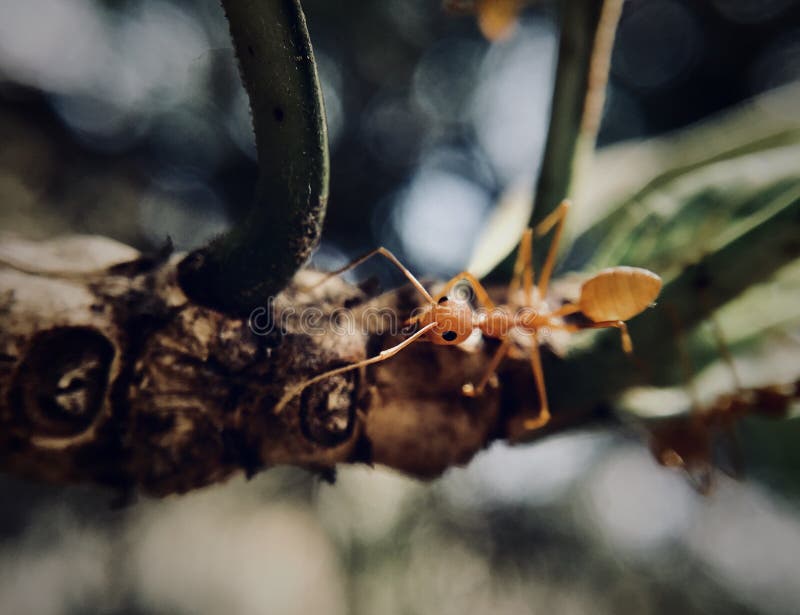 Zoom view on ant stock photo. Image of blossom, produce - 210987722