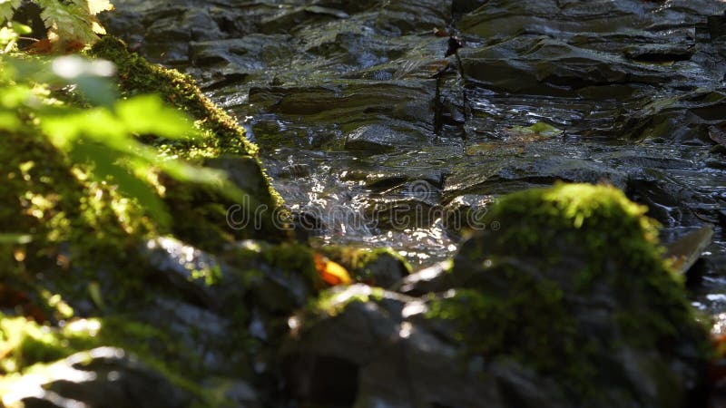 Zoom View of Beautiful Small Brook between a Rocks Stock Video - Video ...