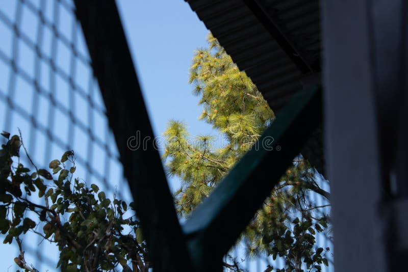 Zoom in View of a Pine Tree Branches and Leaves in the Background of ...