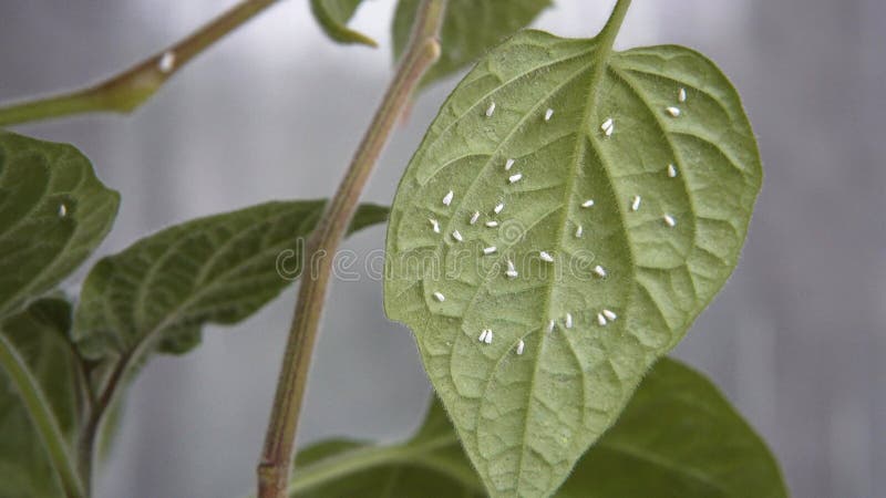 Greenhouse Whitefly Infestation on Peruvian Physalis Leaves Stock ...
