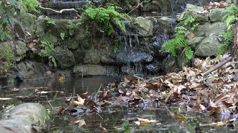 Fallen Log by a Waterfall in a Small Brook Stock Footage - Video of ...
