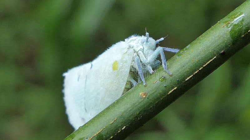 Zoom in of white moth. stock video. Video of leaf, ecology - 158101501