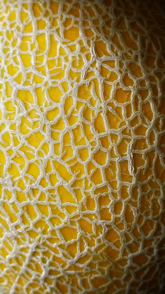 Zoom in on the Yellow Melon Skin Texture Stock Image - Image of melon ...
