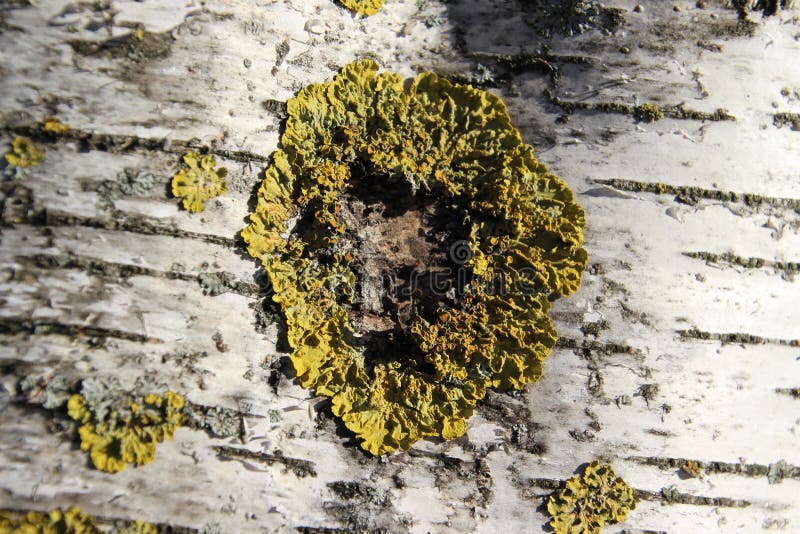 618 Zoomed Tree Stock Photos - Free & Royalty-Free Stock Photos from ...