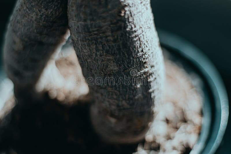 Zoomed in Tree with Creeping Vines Stock Photo - Image of branches ...