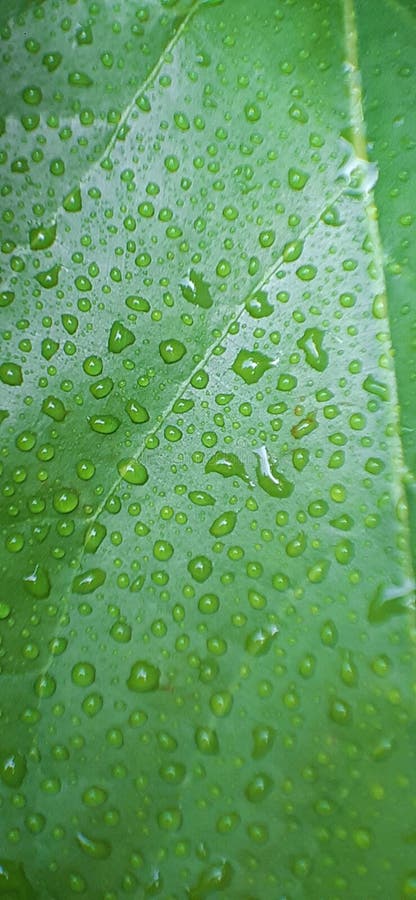 Zoomed in Picture of a Leaf Stock Photo - Image of plant, moisture ...