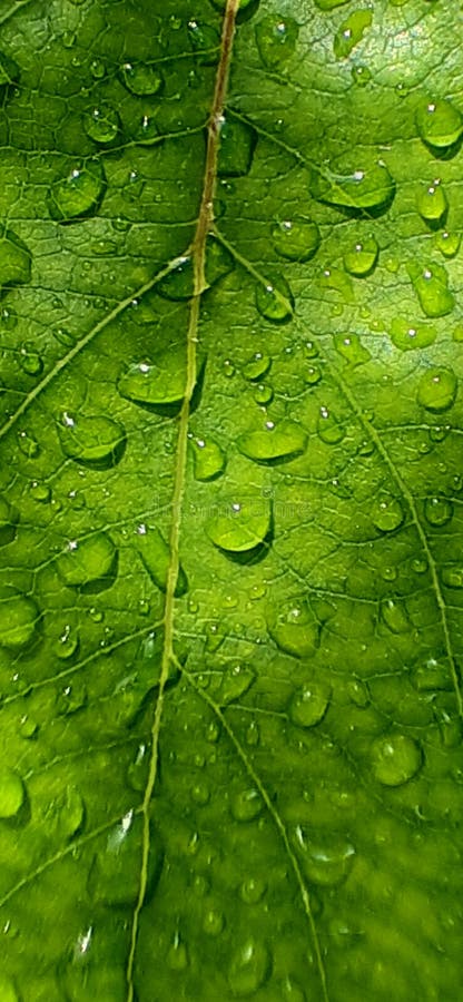 Zoomed In Picture Of A Leaf Stock Photo - Image of plant, moisture ...