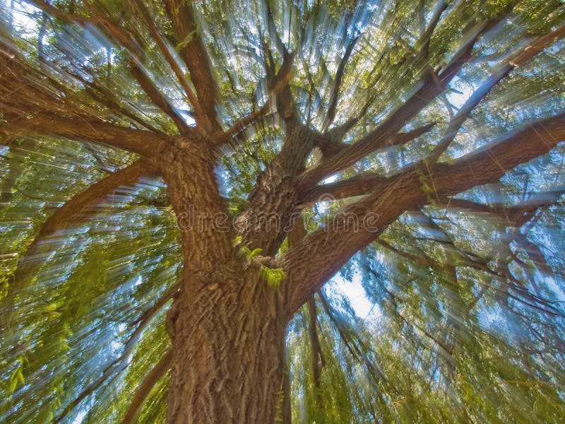 Zoomed Tree Picture. Image: 5672149