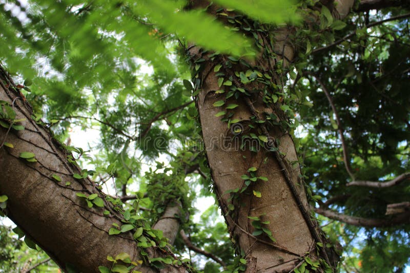 Zoomed in Tree with Creeping Vines Stock Photo - Image of branches ...