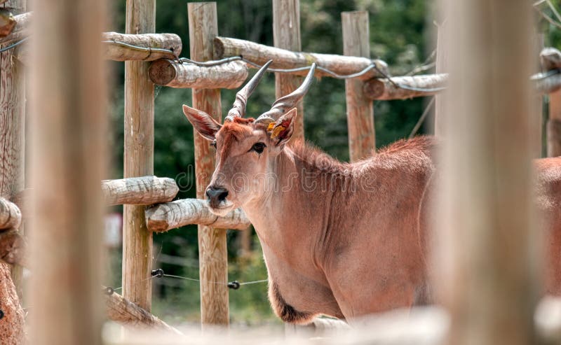 Wild Place Project, Bristol Stock Image - Image of animals, endangered ...