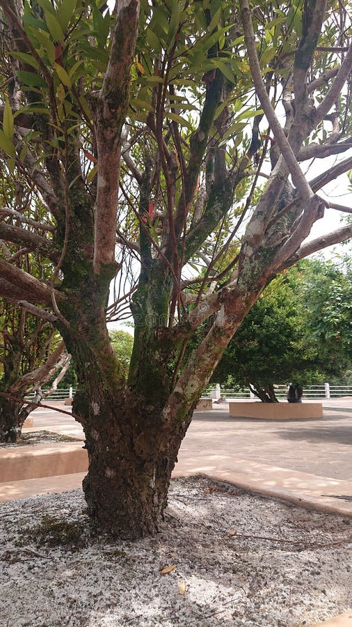 Zoomed in View of a Na Tree Stock Photo - Image of garden, flower ...