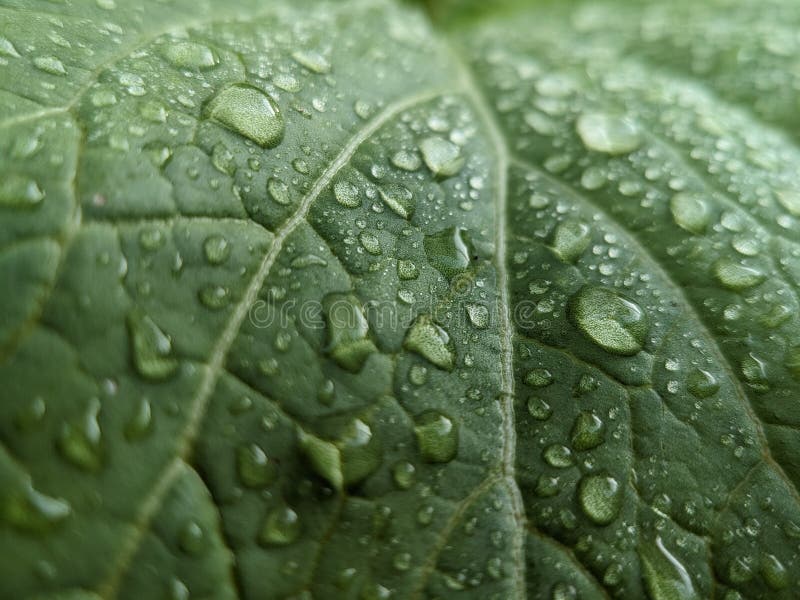 576 Zoomed Leaf Stock Photos - Free & Royalty-Free Stock Photos from ...