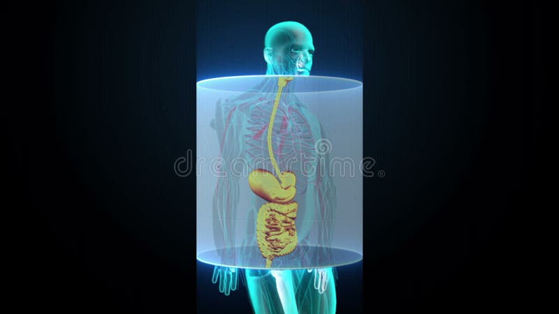 Zooming Human the Internal Organs, Digestion System.Blue X-ray Light ...